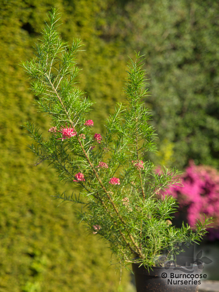 Grevillea from Burncoose Nurseries
