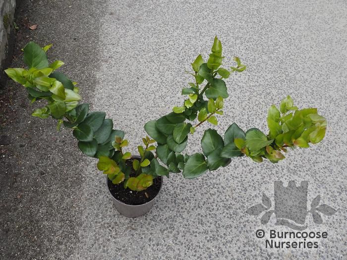 Griselinia Scandens from Burncoose Nurseries