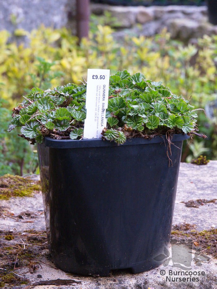 Gunnera Magellanica from Burncoose Nurseries