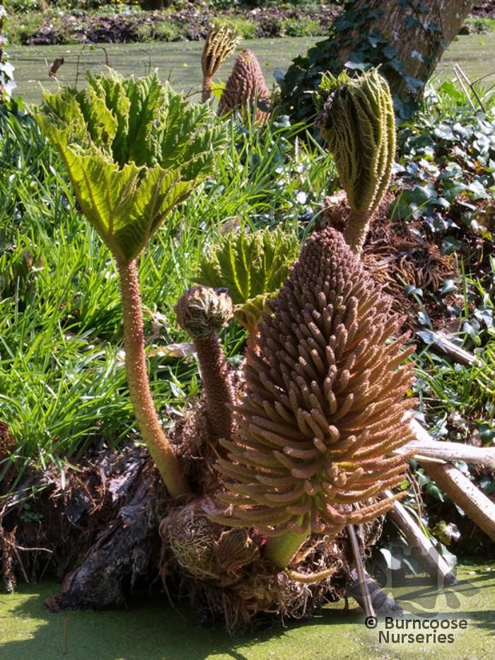 Gunnera from Burncoose Nurseries