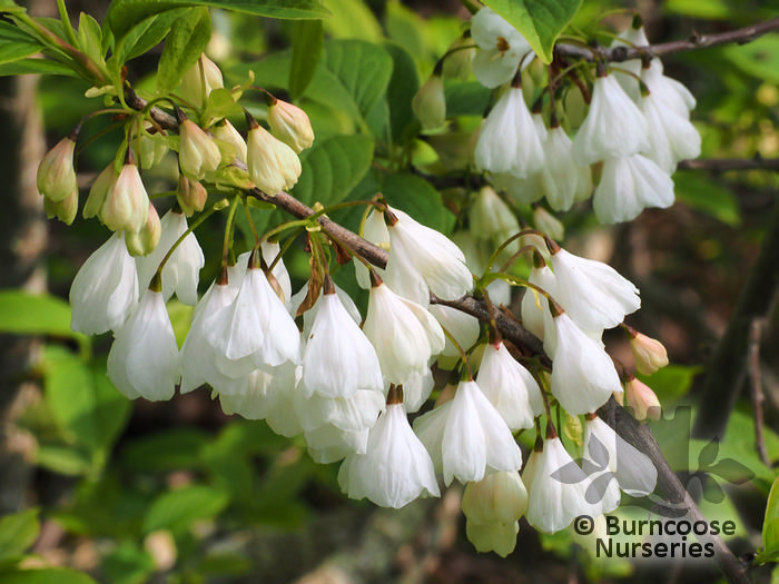 Halesia Carolina from Burncoose Nurseries