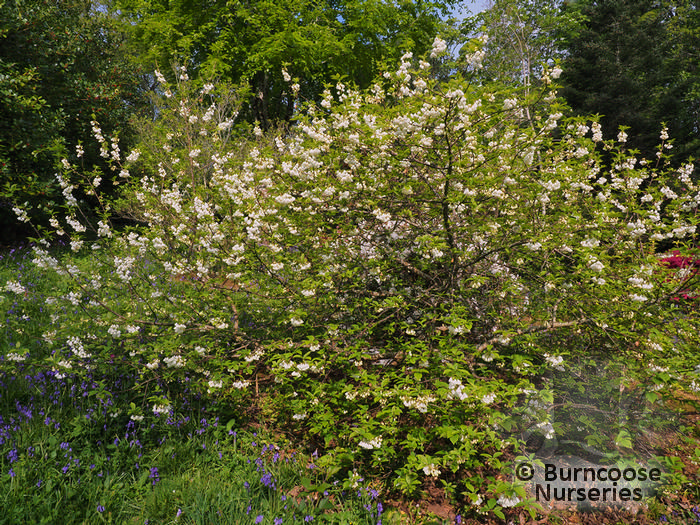Halesia from Burncoose Nurseries