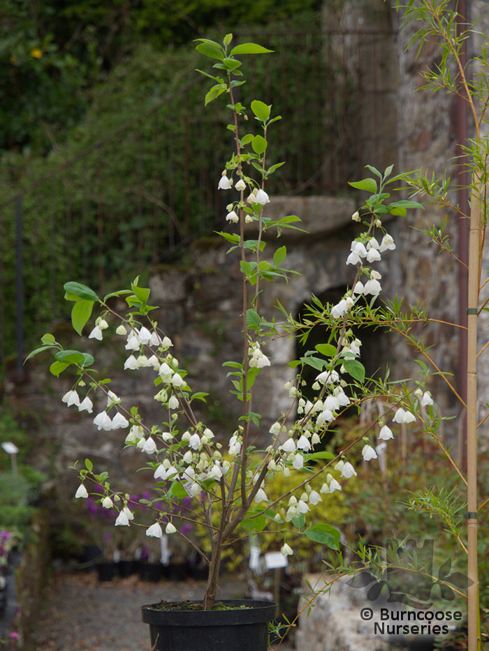 Halesia from Burncoose Nurseries