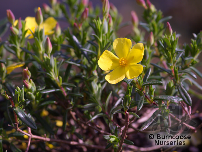 Halimium from Burncoose Nurseries