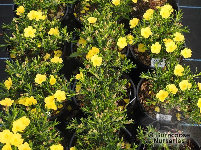 Halimium Calycinum from Burncoose Nurseries