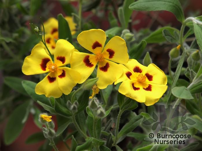 Halimium Lasianthum from Burncoose Nurseries