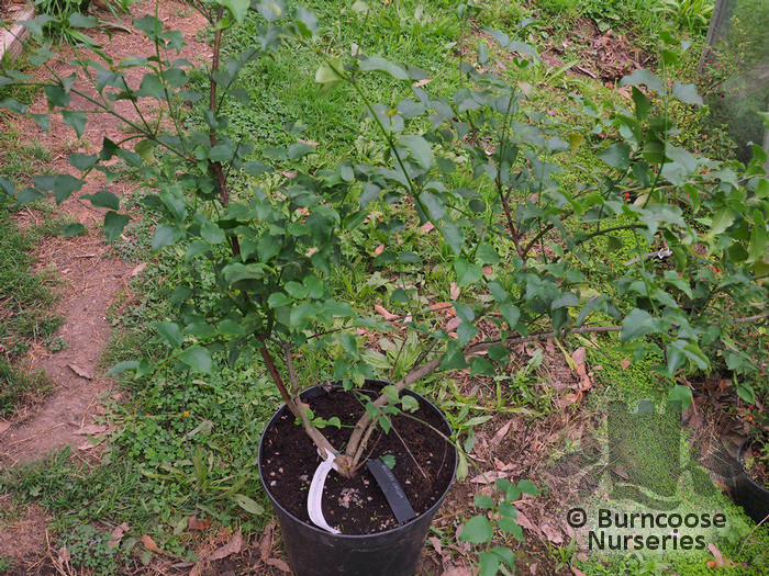 Halleria Lucida from Burncoose Nurseries