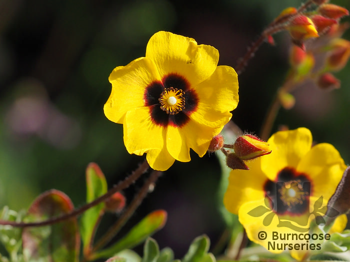 Halimium from Burncoose Nurseries