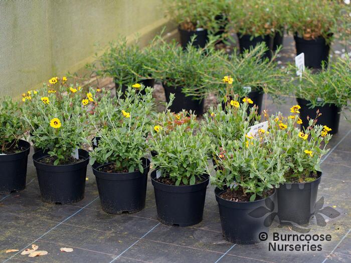 Halimium 'Susan' from Burncoose Nurseries