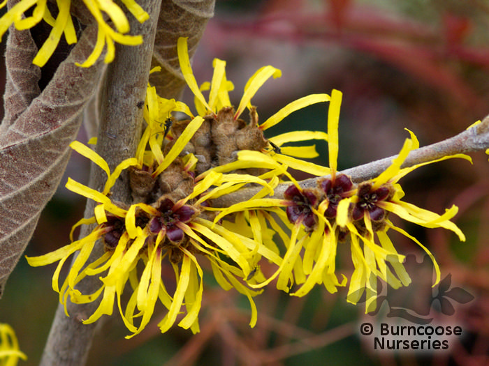 Hamamelis Mollis from Burncoose Nurseries
