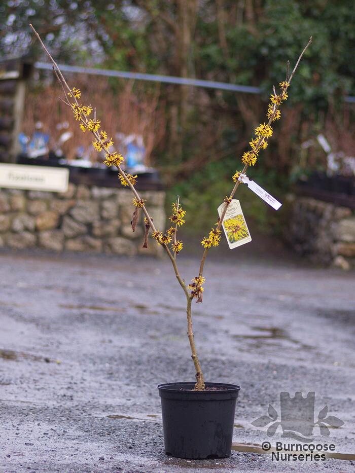 Hamamelis Mollis from Burncoose Nurseries