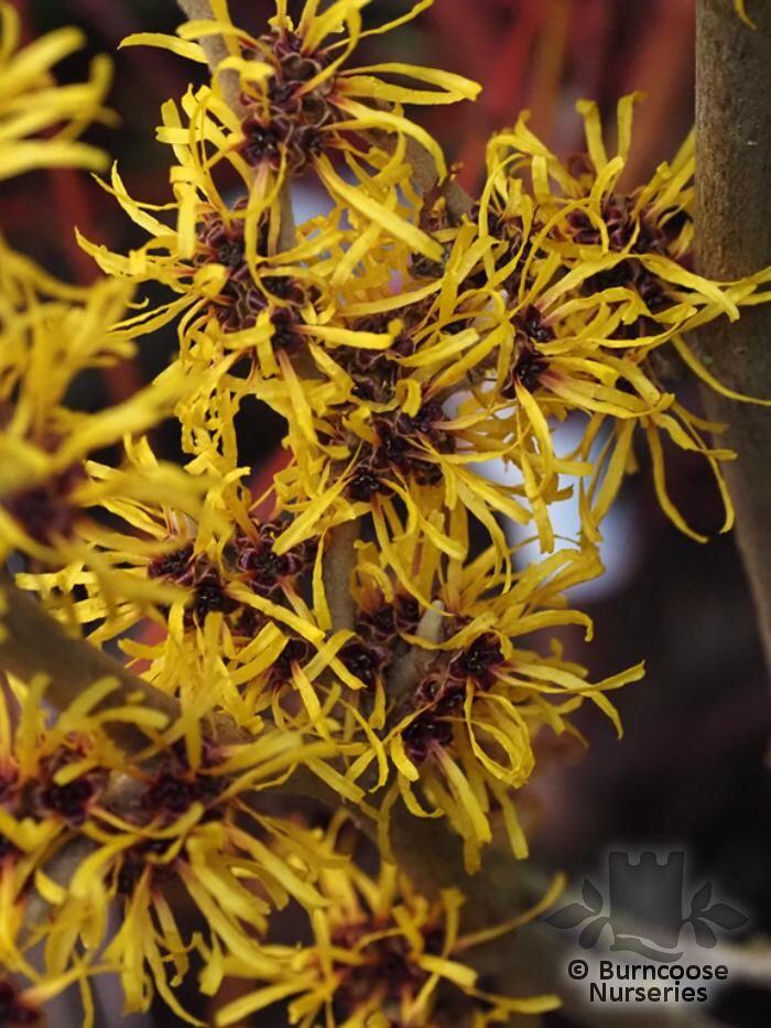 Hamamelis Mollis 'Jermyns Gold' from Burncoose Nurseries