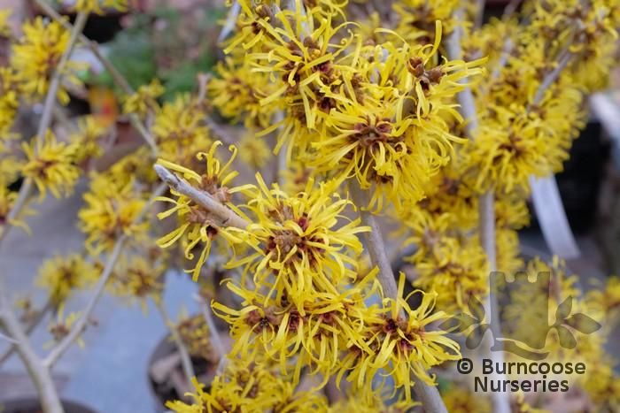 Hamamelis Mollis 'Jermyns Gold' from Burncoose Nurseries