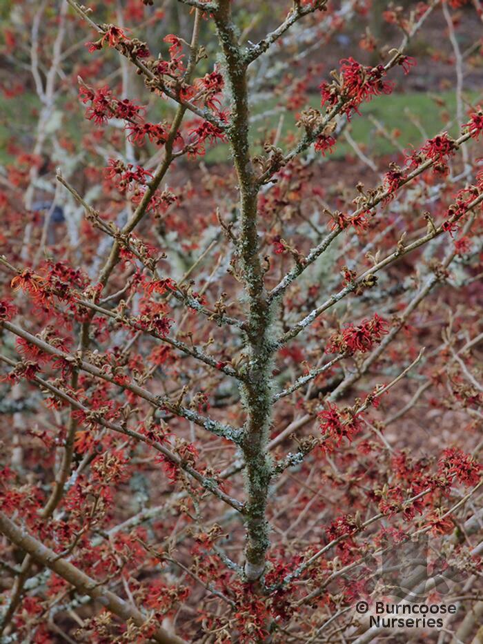 Hamamelis X Intermedia 'Rubin' from Burncoose Nurseries