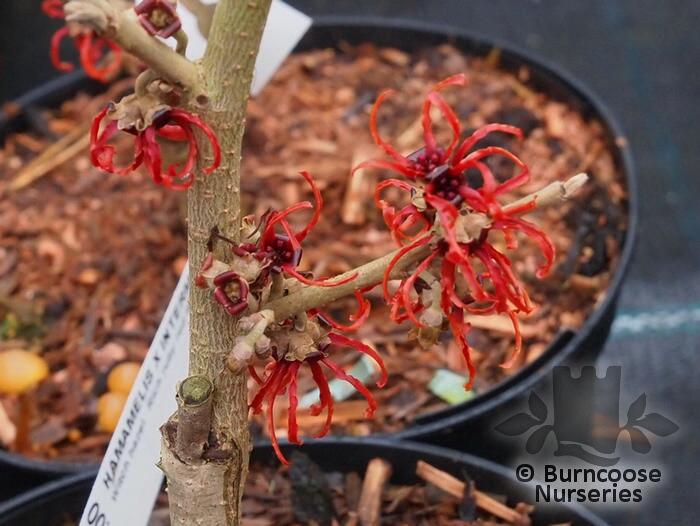 Hamamelis X Intermedia 'Rubin' from Burncoose Nurseries
