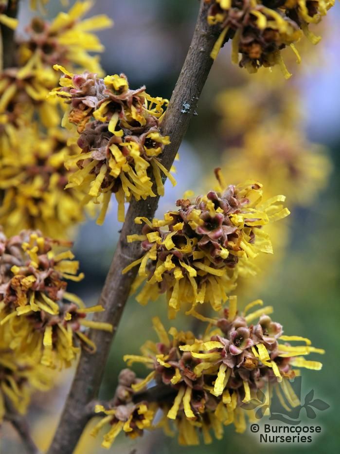 Hamamelis from Burncoose Nurseries