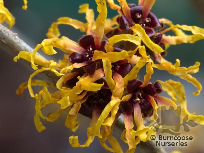 Hamamelis X Intermedia 'Orange Beauty' from Burncoose Nurseries