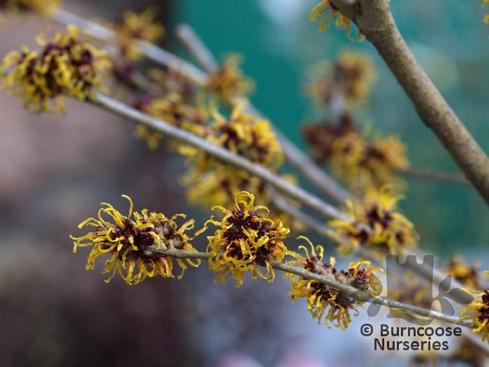 Hamamelis X Intermedia 'Orange Beauty' from Burncoose Nurseries
