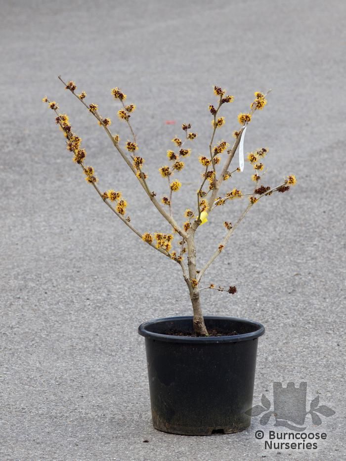 Hamamelis X Intermedia 'Orange Beauty' from Burncoose Nurseries
