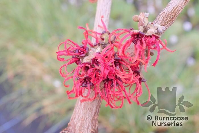 Hamamelis X Intermedia 'Rubin' from Burncoose Nurseries