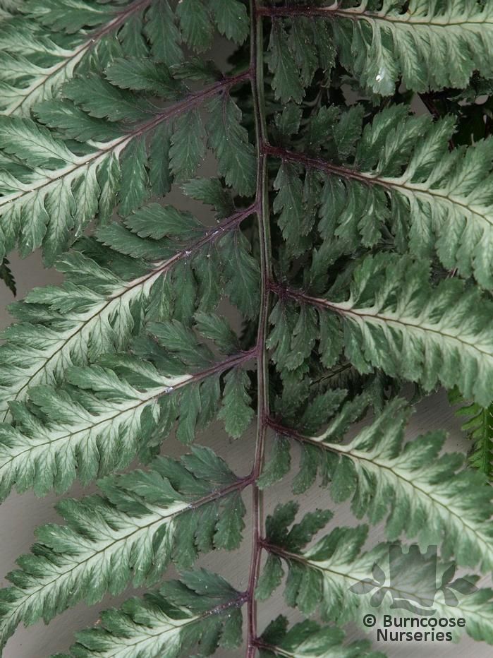 Hardy Ferns Athyrium Niponicum Var. Pictum from Burncoose Nurseries