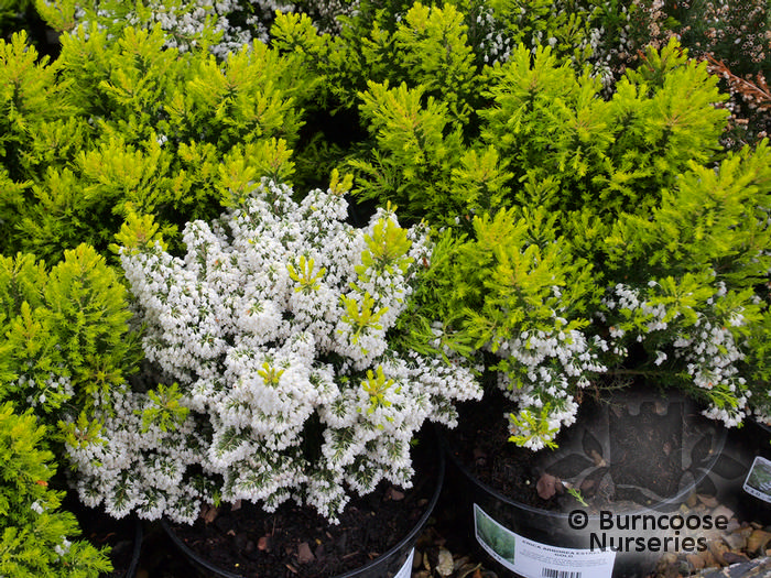 Heathers Erica Arborea 'Estrella Gold' from Burncoose Nurseries