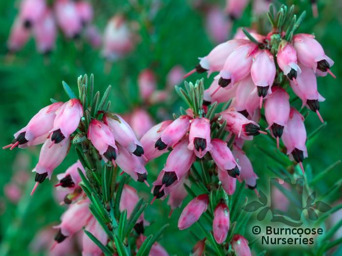 Heathers Erica Erigena 'Irish Dusk' from Burncoose Nurseries