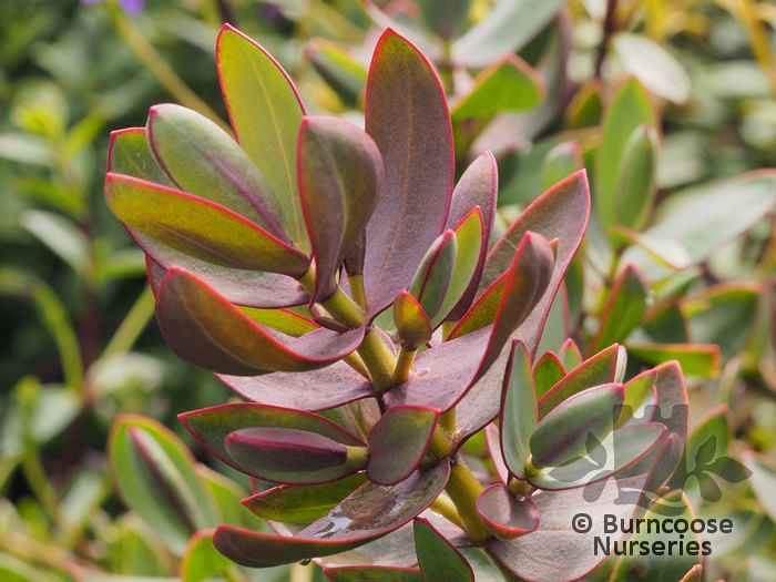 Hebe from Burncoose Nurseries