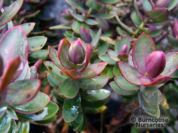 Hebe Albicans 'Red Edge' from Burncoose Nurseries