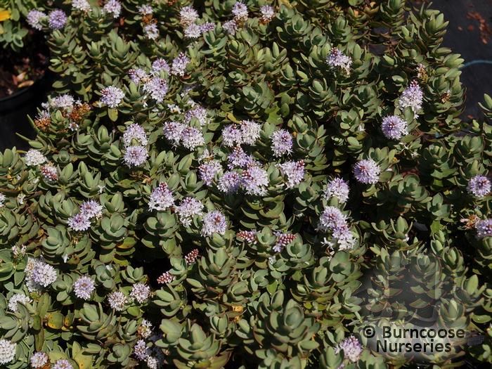 Hebe Albicans 'Red Edge' from Burncoose Nurseries