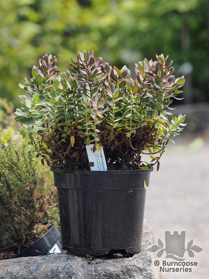 Hebe Albicans 'Red Edge' from Burncoose Nurseries