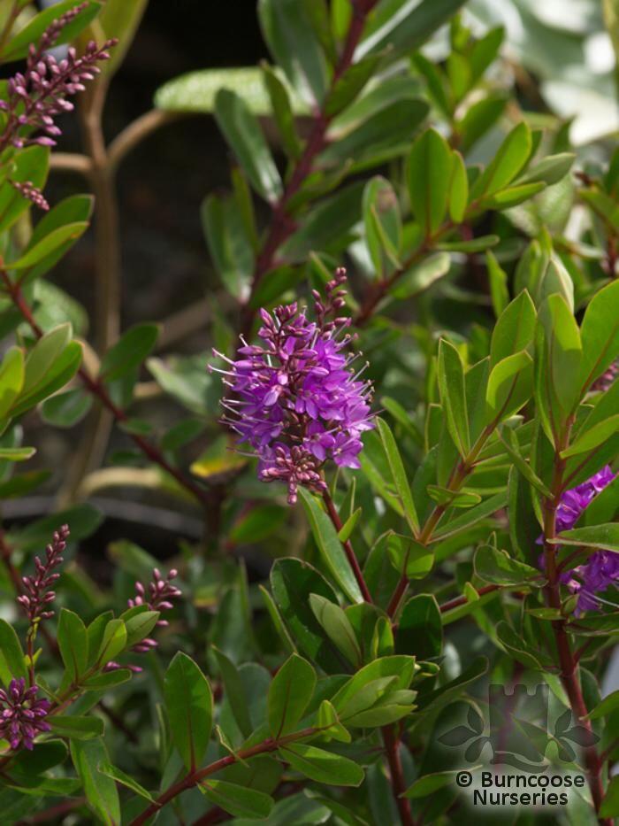 Hebe 'Blue Gem' from Burncoose Nurseries