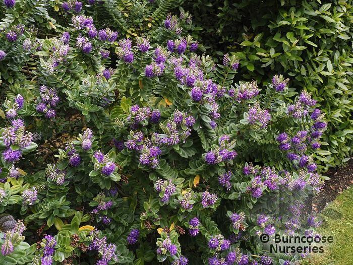 Hebe 'Blue Gem' from Burncoose Nurseries