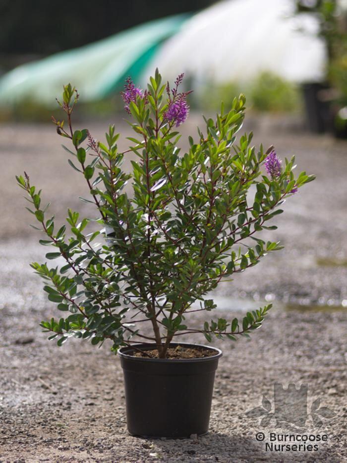 Hebe 'Blue Gem' from Burncoose Nurseries