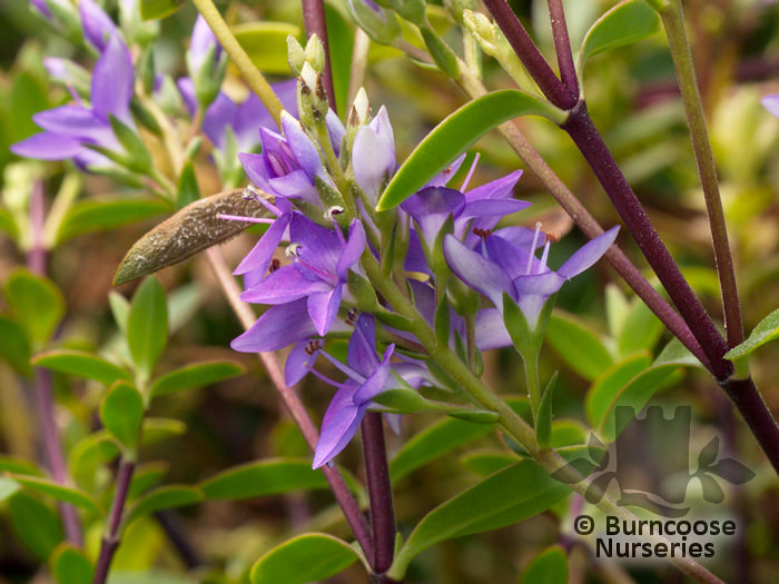 Hebe from Burncoose Nurseries - Page 1