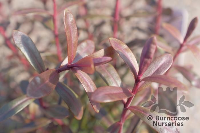 Hebe 'Pascal' from Burncoose Nurseries