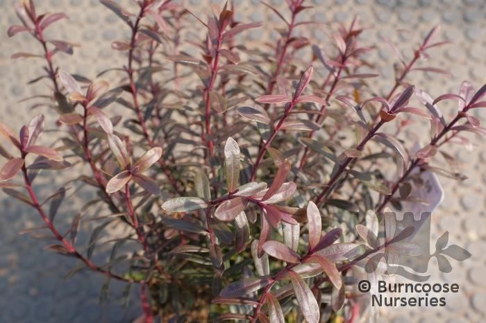 Hebe 'Pascal' from Burncoose Nurseries