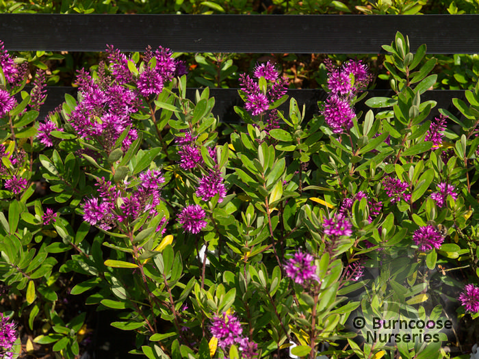Hebe 'Wiri Charm' from Burncoose Nurseries