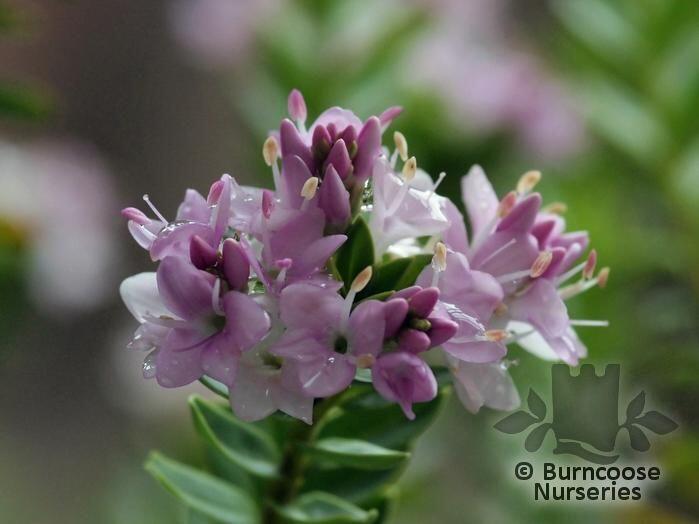 Hebe 'Wiri Mist' from Burncoose Nurseries