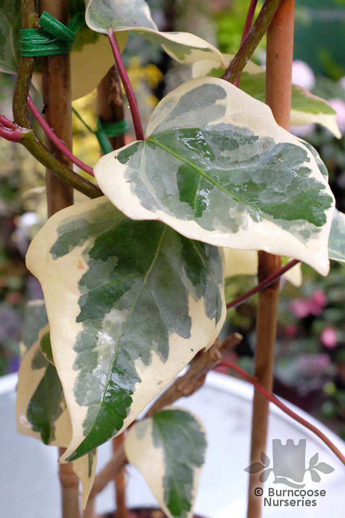 Hedera Canariensis 'Variegata' from Burncoose Nurseries