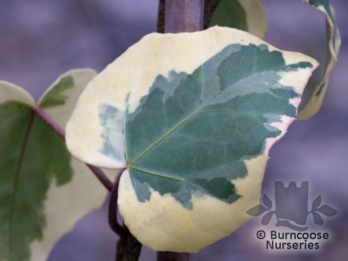 Hedera Colchica 'Dentata Variegata' from Burncoose Nurseries
