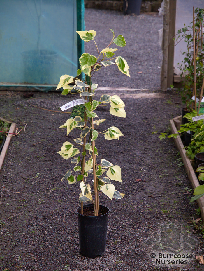 Hedera Colchica 'Dentata Variegata' from Burncoose Nurseries