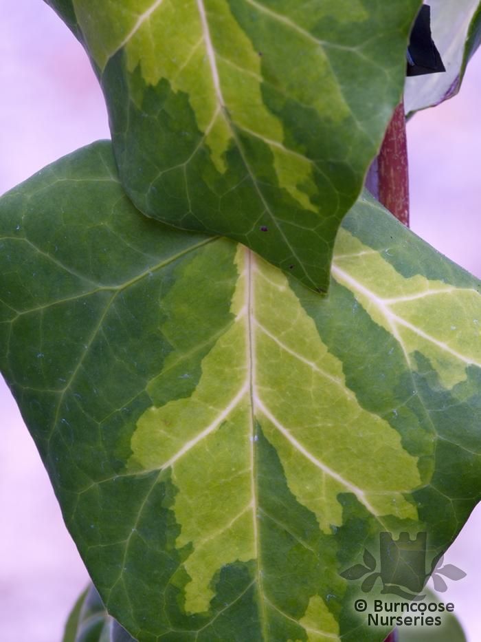 Hedera Colchica 'Sulphur Heart' from Burncoose Nurseries