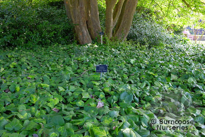 Hedera Colchica 'Sulphur Heart' from Burncoose Nurseries
