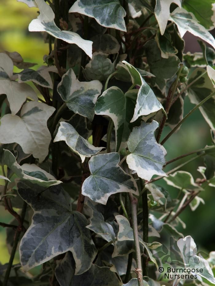 Hedera Helix 'Glacier' from Burncoose Nurseries