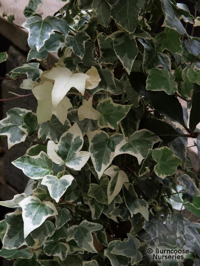 Hedera Helix 'Glacier' from Burncoose Nurseries
