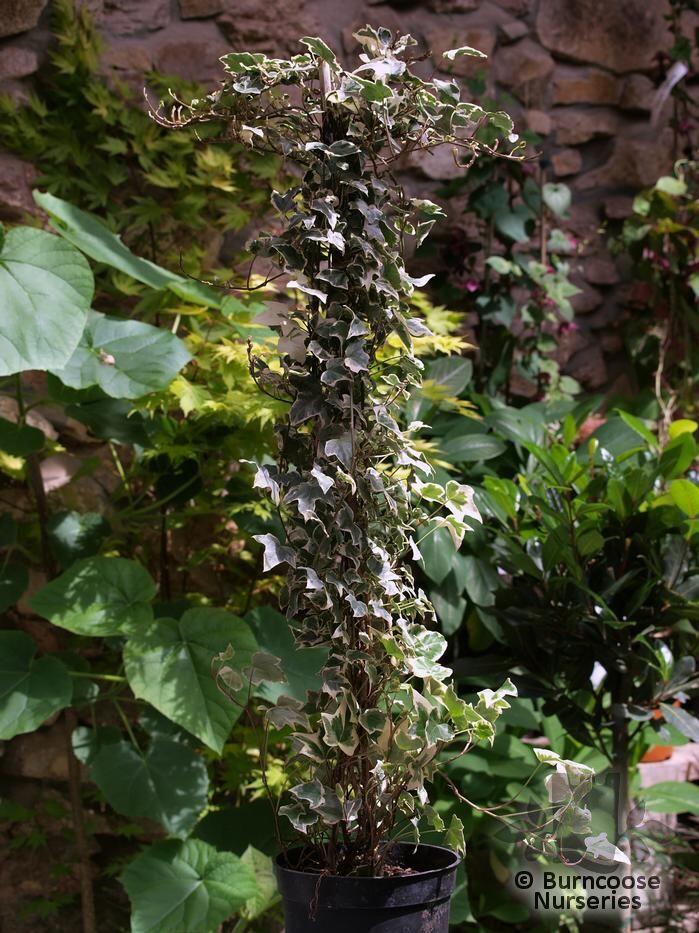 Hedera Helix 'Glacier' from Burncoose Nurseries