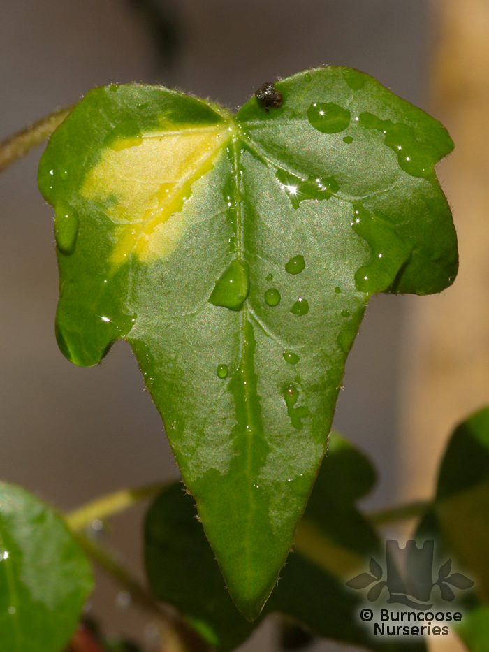 Hedera Helix 'Goldheart' from Burncoose Nurseries