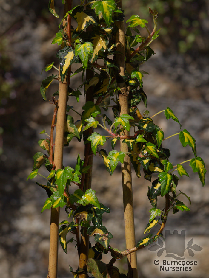 Hedera Helix 'Goldheart' from Burncoose Nurseries