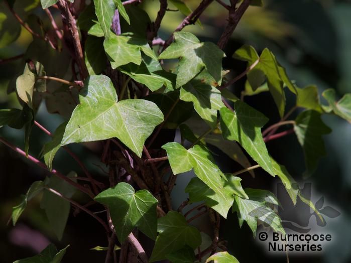 Hedera Helix 'Green Ripple' from Burncoose Nurseries